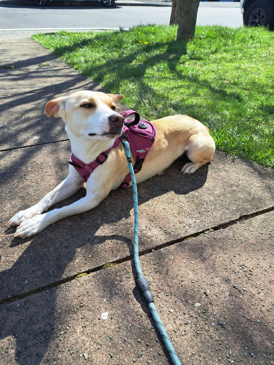 Dog Application – Paws4Survival Rescue Inc.