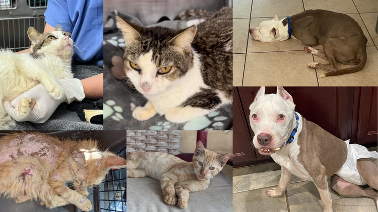 Paws4Survival Rescue Inc.