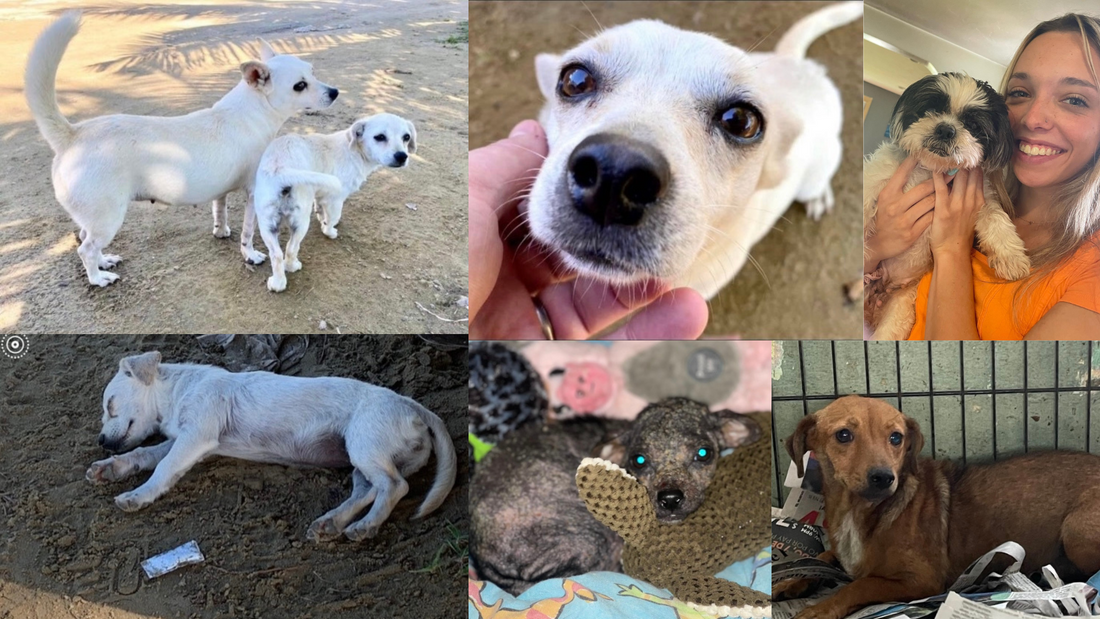 Paws4Survival Rescue Inc.