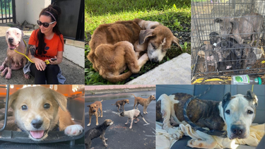 Paws4Survival Rescue Inc.