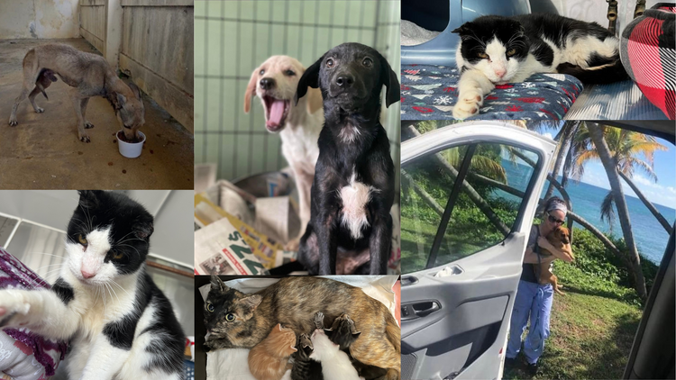 Paws4Survival Rescue Inc.